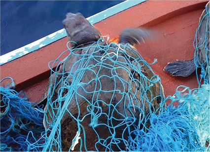 Report a Ghost Net | Olive Ridley Project