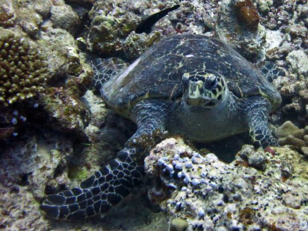 Sea Turtles Sea Turtle Diet - What Each Turtle Species Eat
