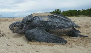 Leatherback Turtle | Olive Ridley Project