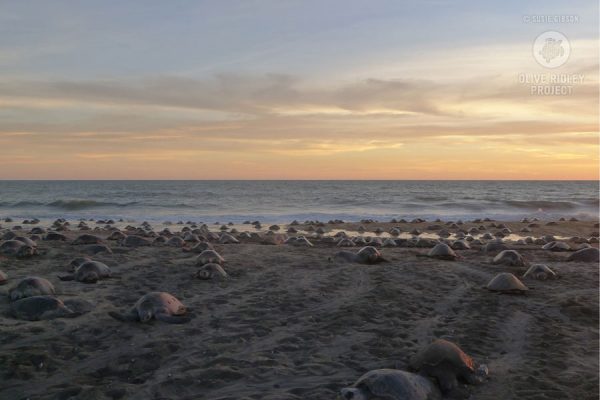 How many sea turtles are left? | Olive Ridley Project