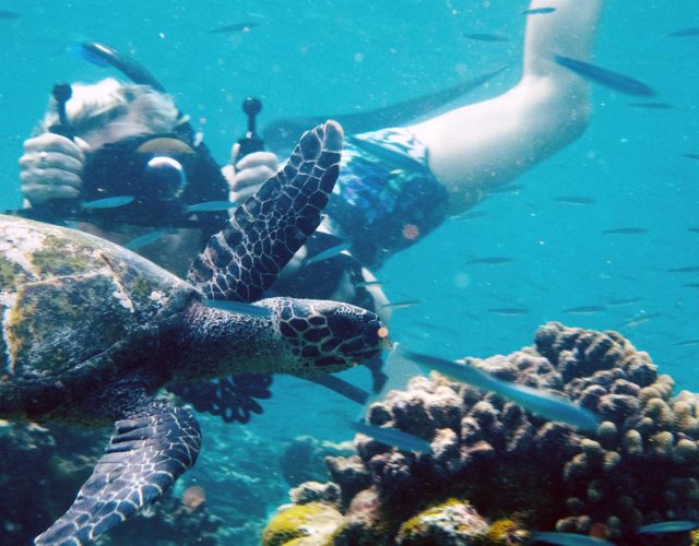 Olive Ridley Project | Fighting Ghost Nets & Conserving Turtles