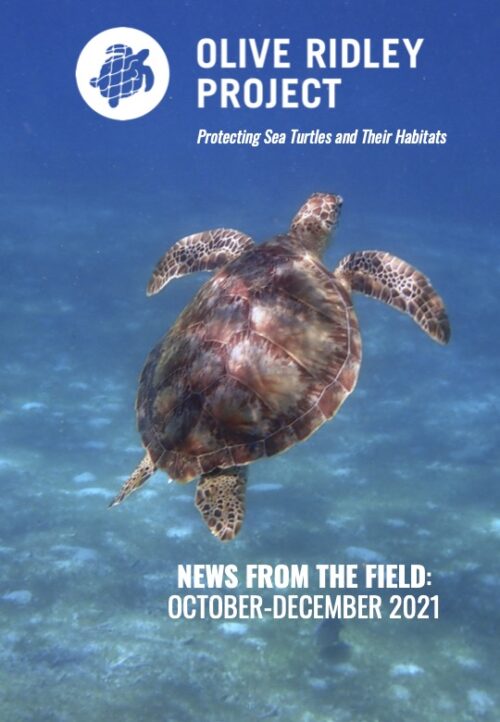 Impact Reports | Olive Ridley Project