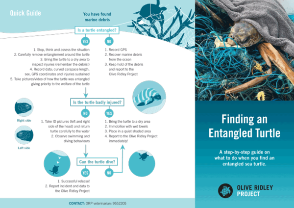 Sea Turtle Emergency | Olive Ridley Project