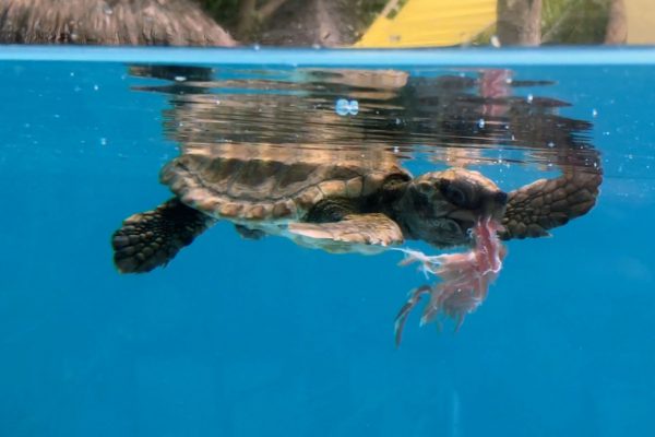 What Do Sea Turtles Eat? | Olive Ridley Project