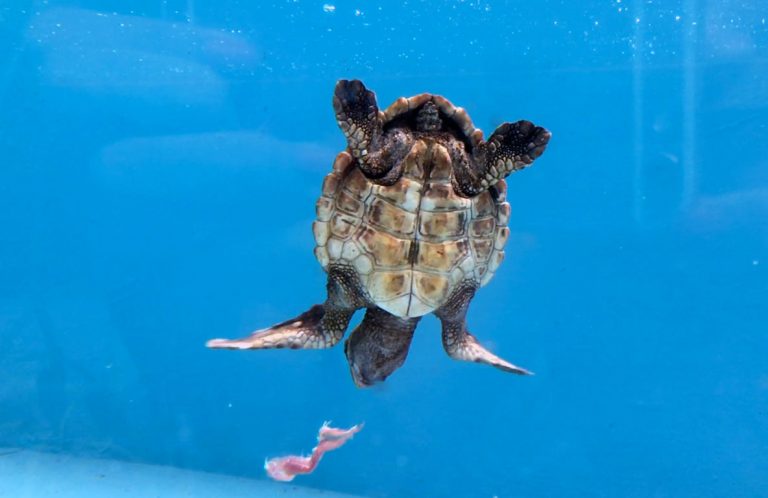 Sea Turtles Sea Turtle Diet - What Each Turtle Species Eat