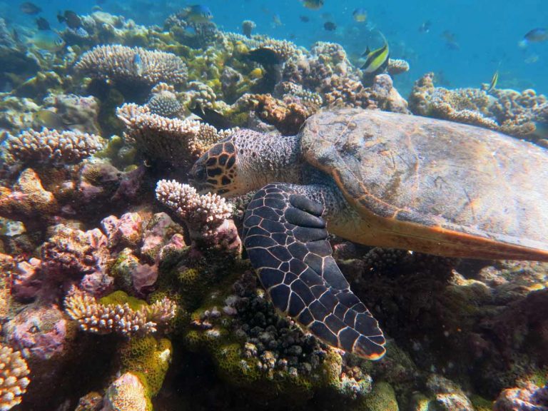 Why are sea turtles important to coral reefs? | Olive Ridley Project