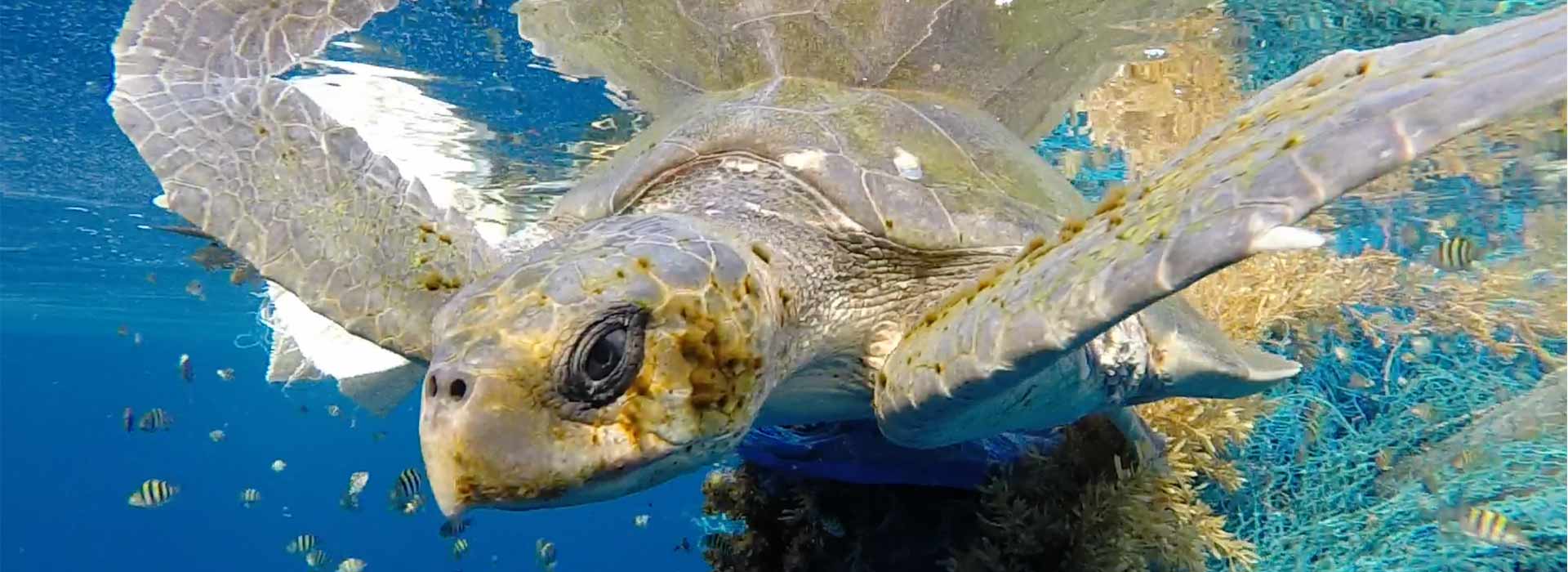 Olive Ridley Project | Fighting Ghost Nets & Conserving Turtles