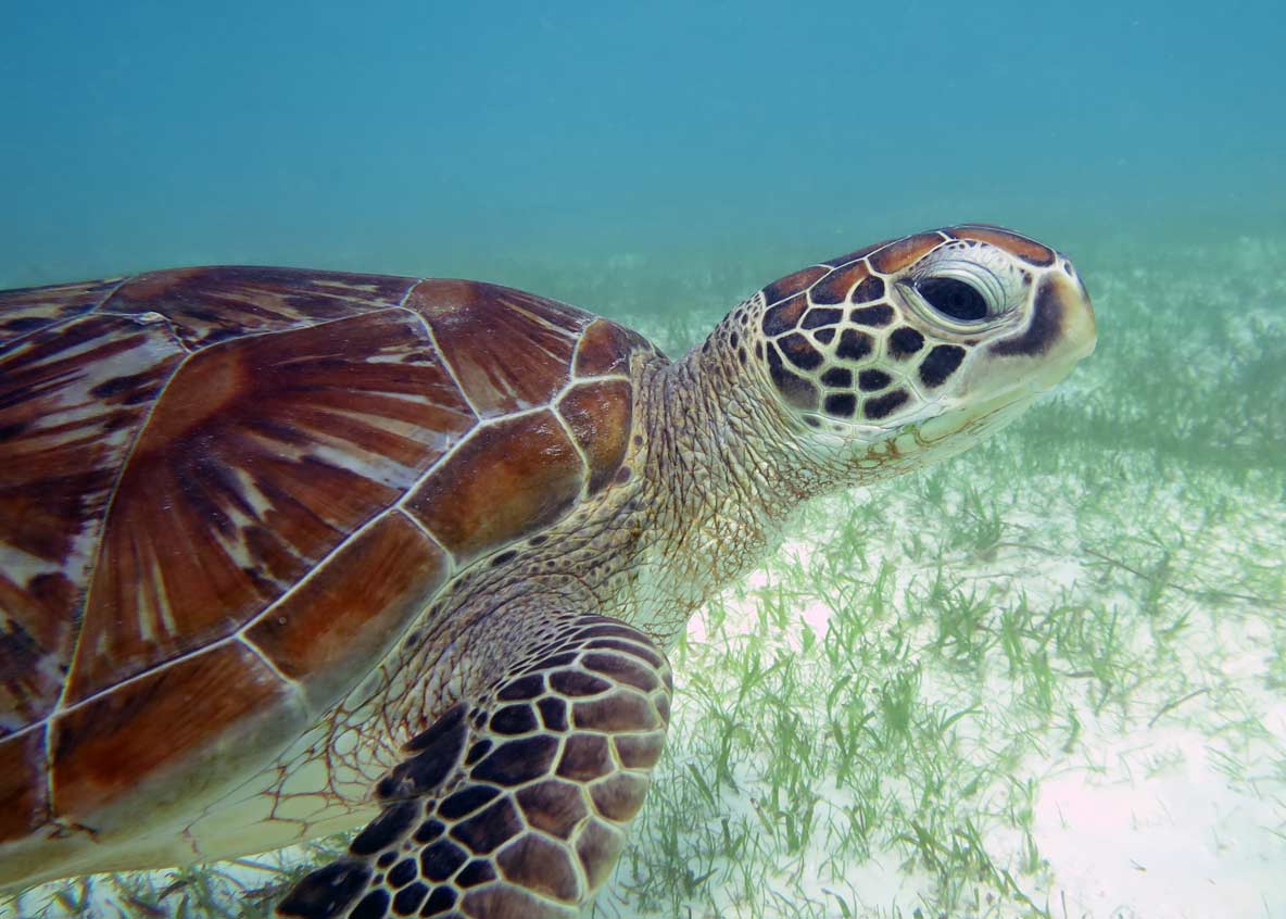 Facts About Sea Turtles Olive Ridley Project Facts About Sea Turtles Olive Ridley Project