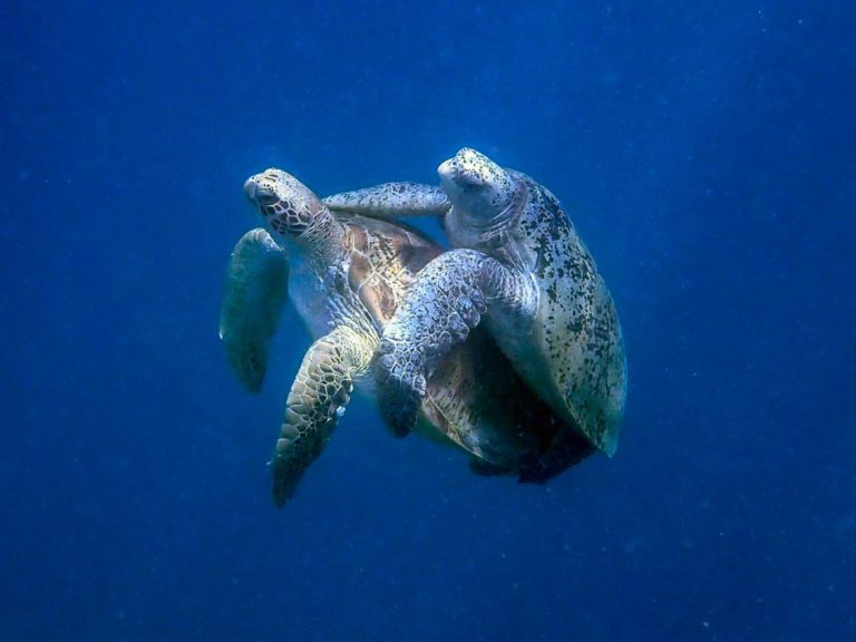 How do sea turtles mate? | ORP