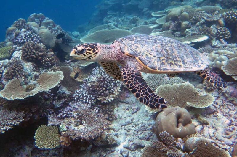 Loggerhead Turtle | Olive Ridley Project