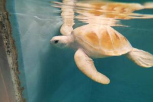 Blog A miracle of nature: Cloud, the rare white turtle
