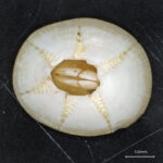 Sea turtle hitchhikers – the symbiotic relationships of sea turtles ...