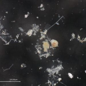 Sea turtle hitchhikers – the symbiotic relationships of sea turtles ...