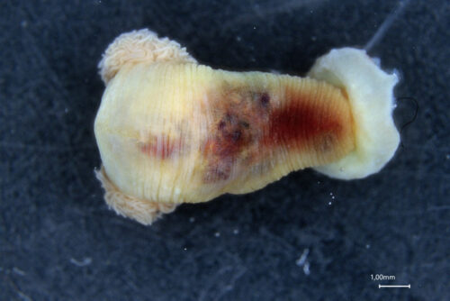 Sea turtle hitchhikers – the symbiotic relationships of sea turtles ...