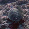 Sea turtle hitchhikers – the symbiotic relationships of sea turtles ...