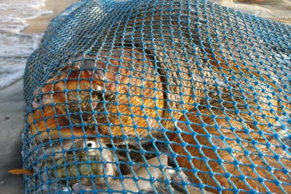 Blog Effects of bycatch from fishing