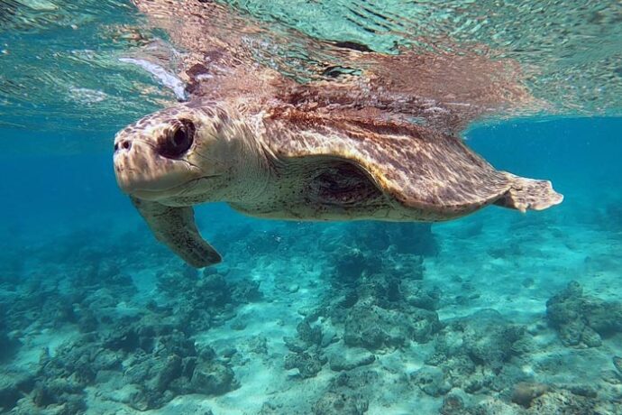 Sea Turtles of the Pacific Ocean | Olive Ridley Project