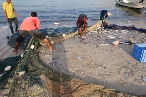 Effects of bycatch from fishing | Olive Ridley Project
