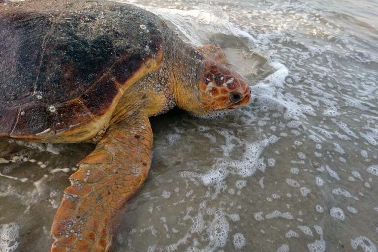 Olive Ridley Turtle | Olive Ridley Project