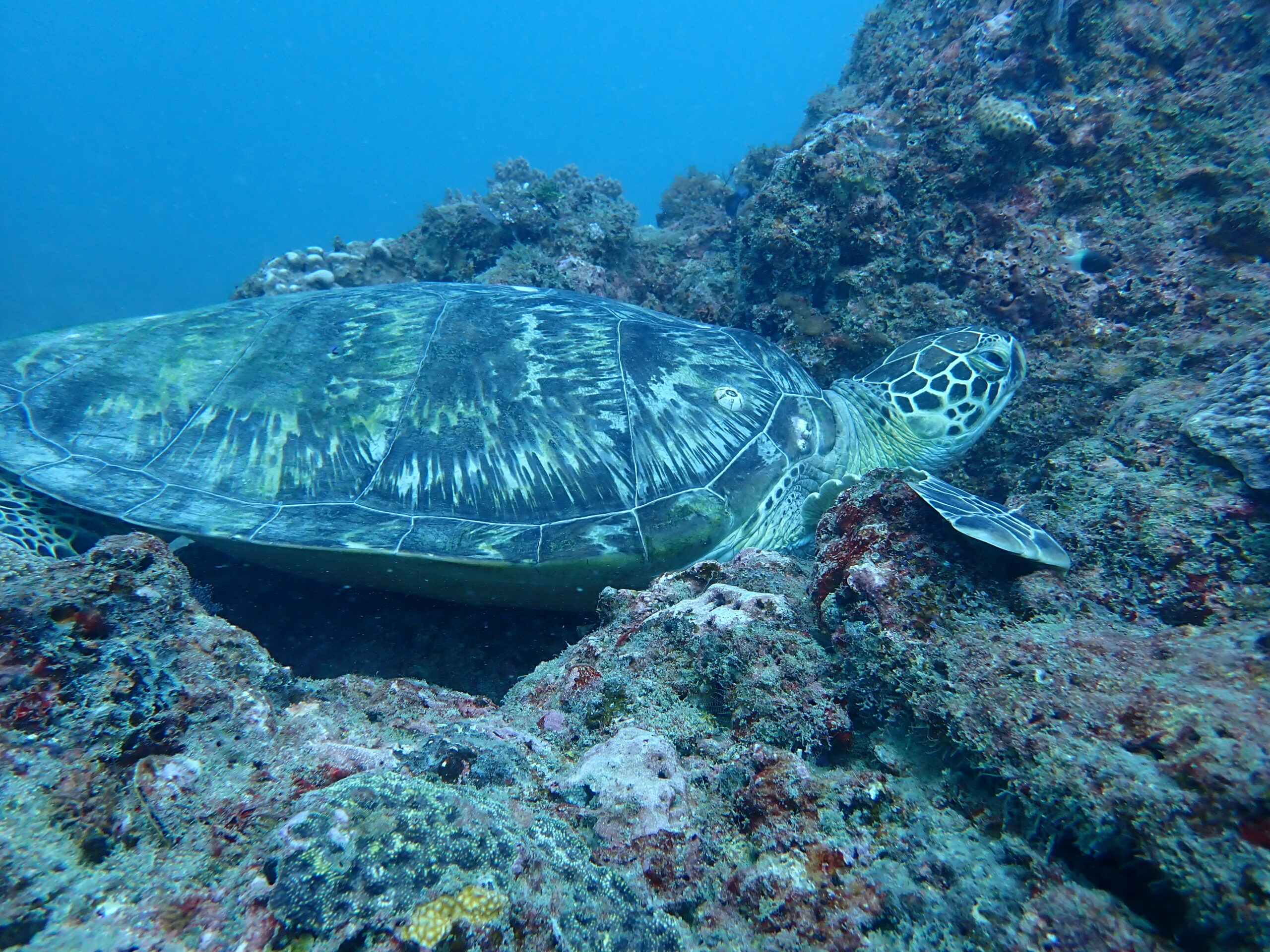 Meet Our Adopted Sea Turtles in Kenya | Olive Ridley Project