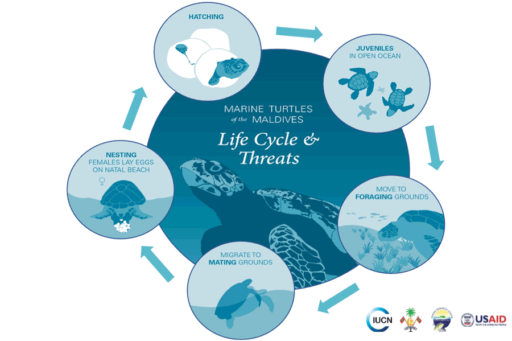 Life Cycle of Turtles - Olive Ridley Project