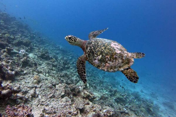 Hawksbill Turtle | Olive Ridley Project