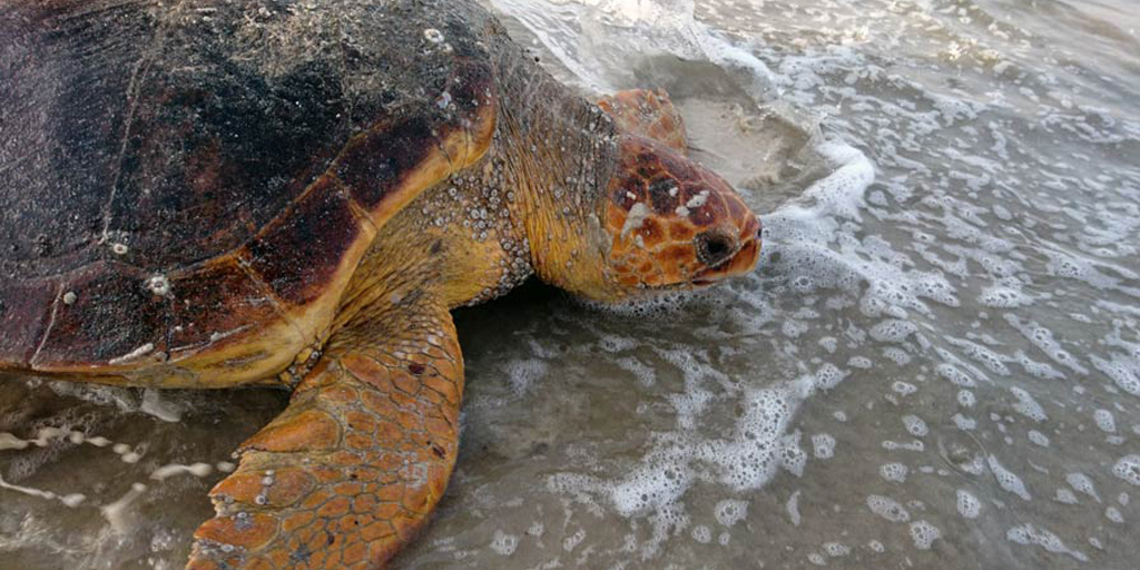 Loggerhead Turtle | Olive Ridley Project