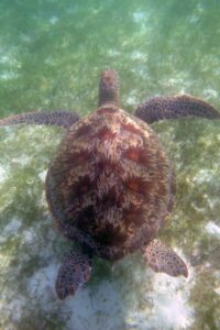 Do sea turtles have tails? | Olive Ridley Project