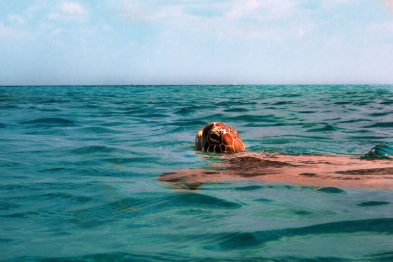 How do sea turtles breathe? | Olive Ridley Project