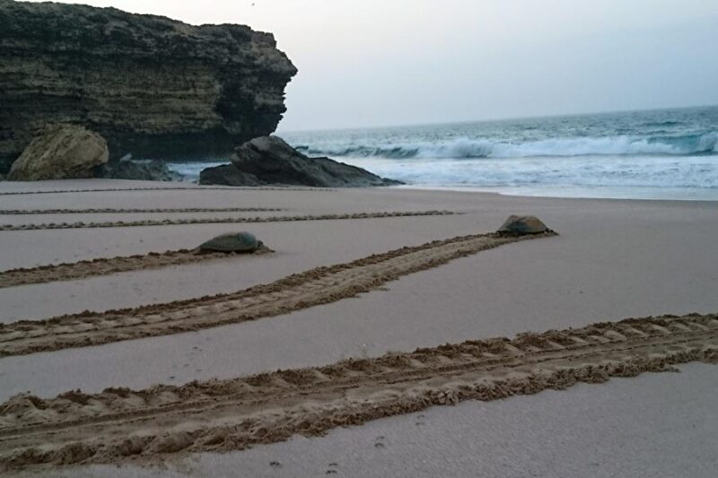 Sea Turtles Of The Atlantic Ocean | Olive Ridley Project