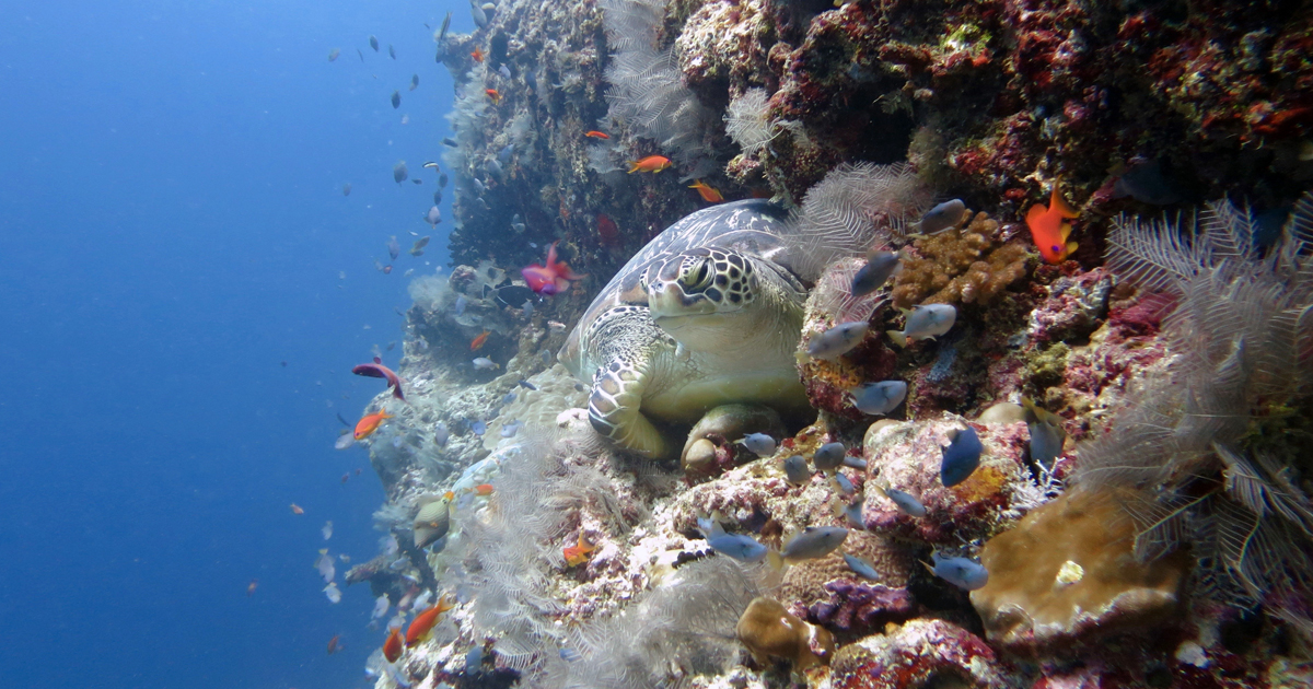 Meet our famous sea turtles | Olive Ridley Project