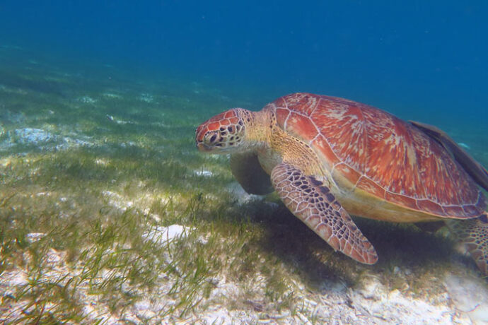 Sea Turtles Sea Turtle Diet - What Each Turtle Species Eat