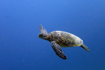 Green Turtle - Olive Ridley Project