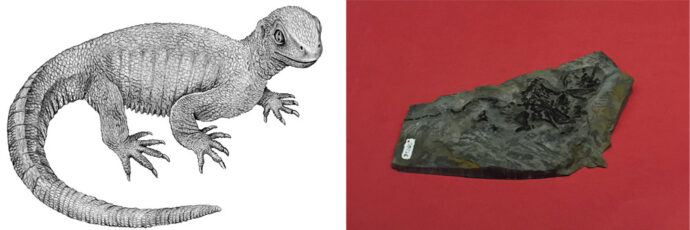 Blog How the turtle got its shell