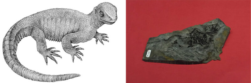 Blog How the turtle got its shell