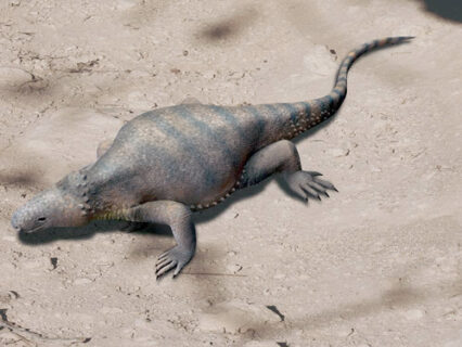 Blog How the turtle got its shell