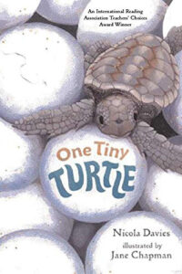Turtle Book Club: Children's Books | Olive Ridley Project