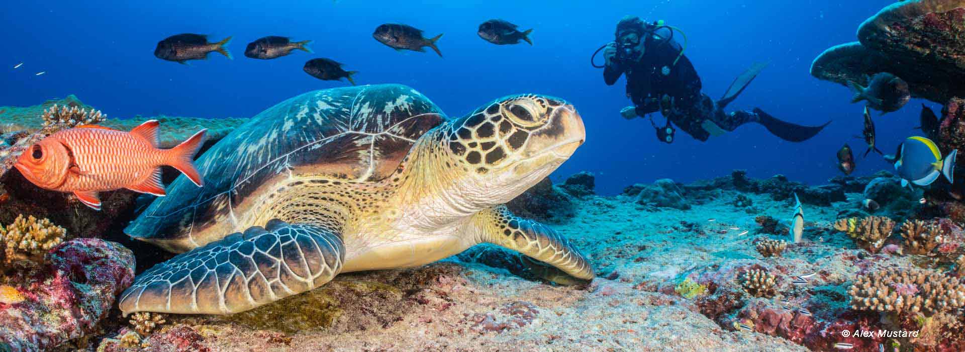 ORP | Protecting Sea Turtles & Their Habitats in the Indian Ocean