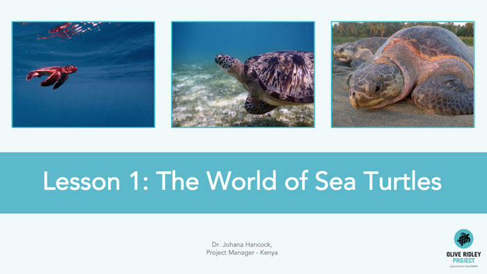 Sea Turtle Biology Archives | Olive Ridley Project
