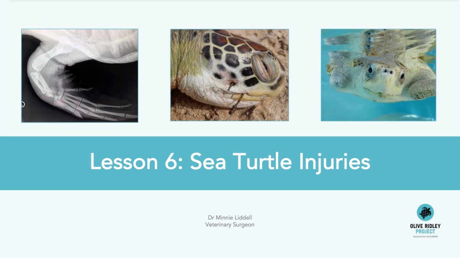 Threats to Sea Turtles Archives | Olive Ridley Project