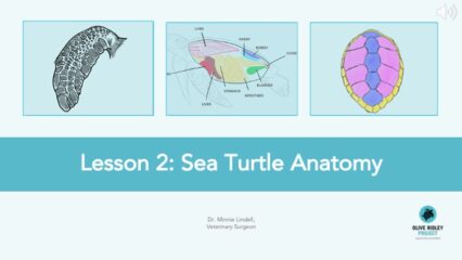 sea turtle anatomy Archives | Olive Ridley Project
