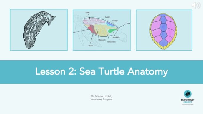 sea turtle anatomy Archives | Olive Ridley Project