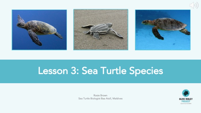 Sea Turtle Biology Archives | Olive Ridley Project