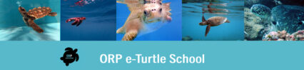 e-Turtle School - All about sea turtles | Olive Ridley Project
