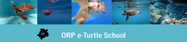 e-Turtle School - All About Sea Turtles | Olive Ridley Project