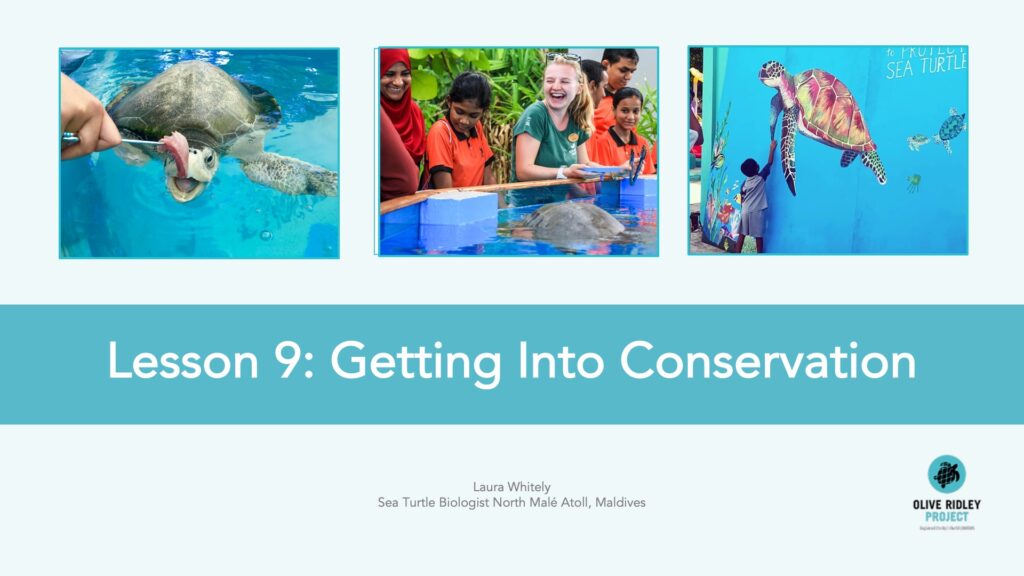 How To Help Sea Turtles Archives | Olive Ridley Project