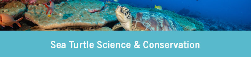 Sea Turtle Science & Conservation | Olive Ridley Project