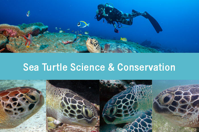 Sea Turtle Science & Conservation | Olive Ridley Project