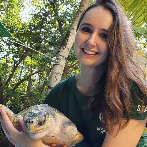 Heidi the flying turtle | Olive Ridley Project