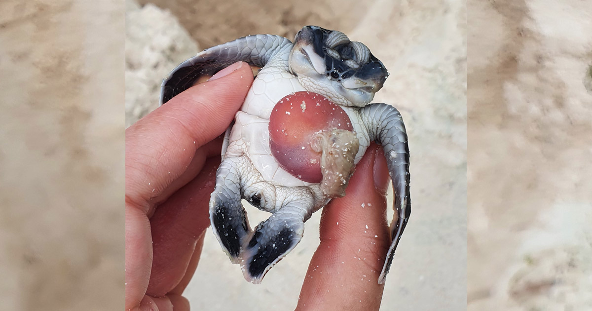 Blog A two-headed sea turtle embryo: A rare occurrence of polycephaly